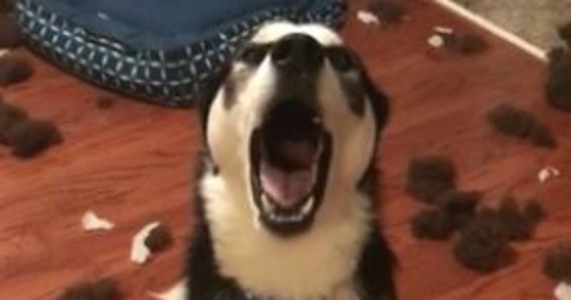 Husky Talking Back To Owner – And Looks Adorable While Doing It ...