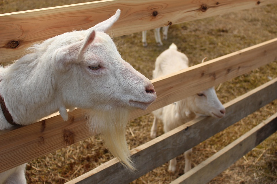 A Goat That Only Has Two Legs – Read More About This Inspirational ...