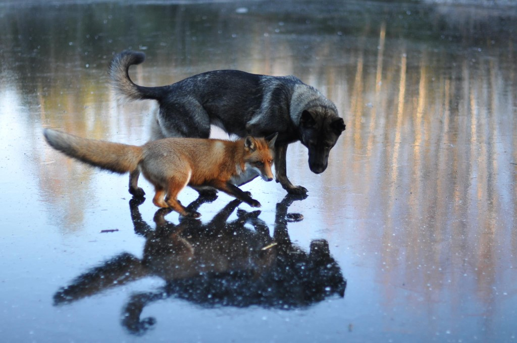 An Unusual Friendship Between A Fox And A Hound – A Heartwarming Story ...