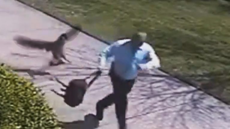 Detective Gets Attacked By An Angry Canada Goose – The Goose Attack ...
