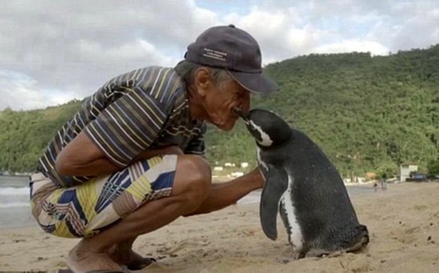 This Is A Story About A Penguin Named Dindim – And His Friendship With ...